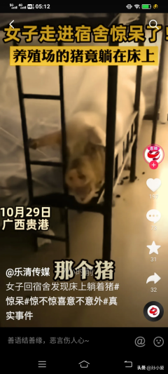 女子回宿舍被吓到，发现床上躺着一头猪！还有更崩溃的